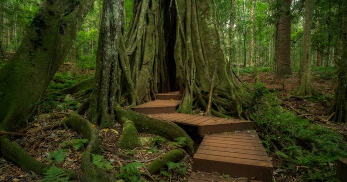 The Bunya Mountains – the ideal vacation destination for photographers ...